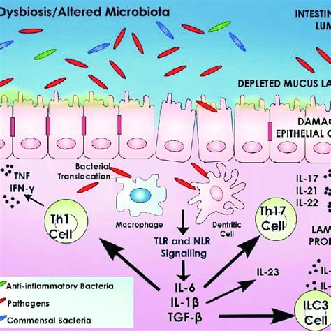 The Overall Alterations Of Bacterial Composition In Patients With Ibd