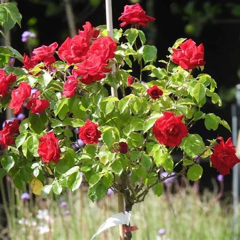 Deep Secret Rose Dark Crimson Very Fragrant