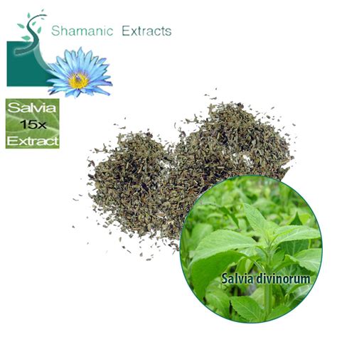 What Is Salvia Extract Salvia Divinorum 5x Extract Cemk