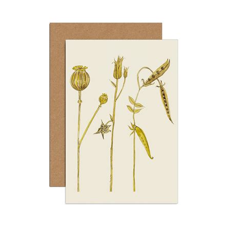 Seed Head Card Cq Gardens