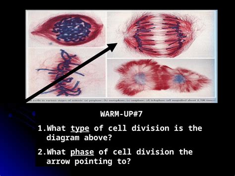 Ppt Warm Up7 1what Type Of Cell Division Is The Diagram Above 2