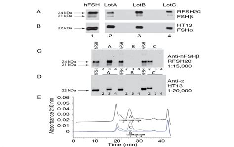 Pituitary And Urinary Hfsh Western Blots Pooled Human Pituitary Hfsh Download Scientific