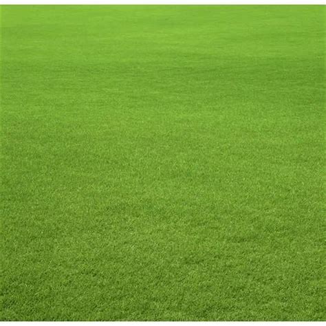 Selection Grass At Rs 4square Feet Natural Grass In Kolkata Id