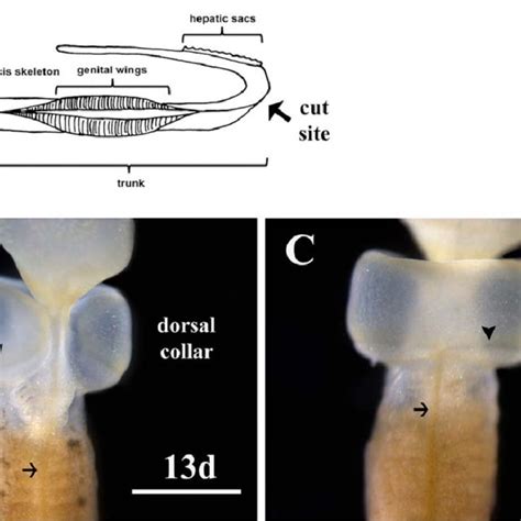 Regenerating Collar On Ptychodera Flava At 13 Days 13d Download