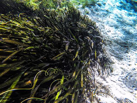 Curly Q Eel Grass Florida Springs Institute