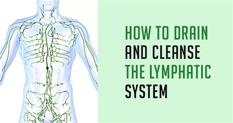 How To Drain And Cleanse The Lymphatic System Health Vibed Bio Hacking Ideal Health In The