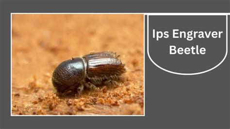 15 Types Of Bark Beetle Identification Habitat Behavior And Lifecycle