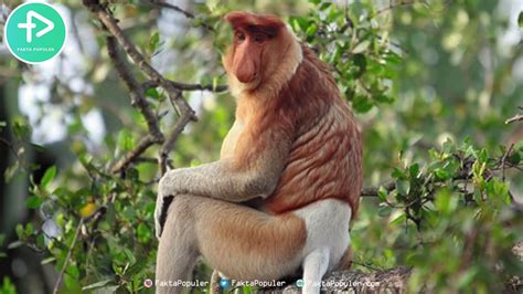 Detail Jenis Jenis Monyet Dan Gambarnya Koleksi Nomer 11