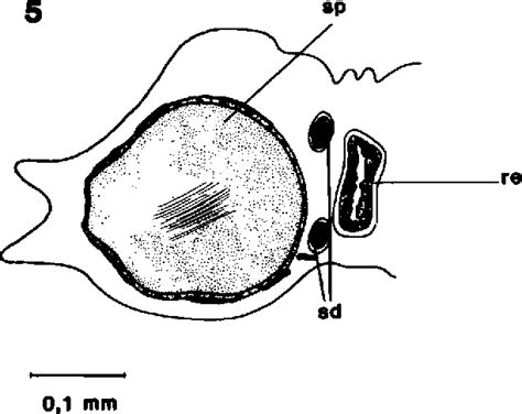 Figure 2 From On The Reproductive System Of Dolops Ranarum Stuhlmann