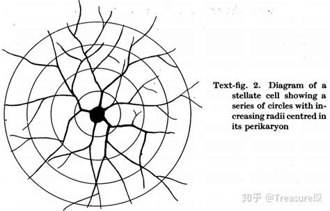 Imagej实用技巧——sholl Analysis（一） 插件篇 知乎