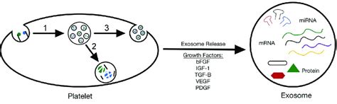 The Process Of Exosome Release And Exosome Contents 1 Endosomes Form