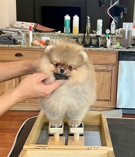 Pomeranian Puppies For Sale