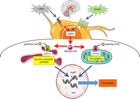 Role Of Cpt1 Isoforms In The Regulation Of Food Intake By Fatty Acids