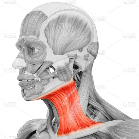 人体肌肉系统、头肌、颈阔肌解剖学素材 花瓣网
