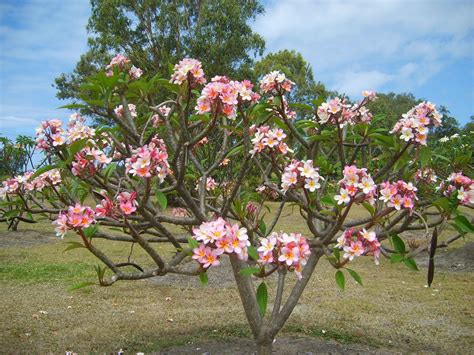 Where To Get Frangipani Tree At Eloise Rameriz Blog