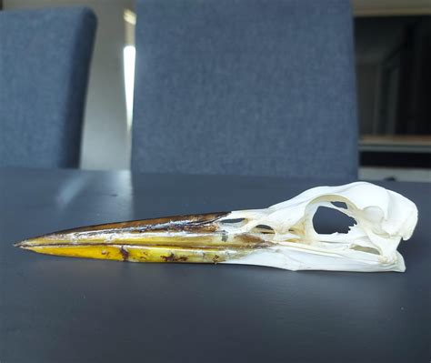 Egret Skull