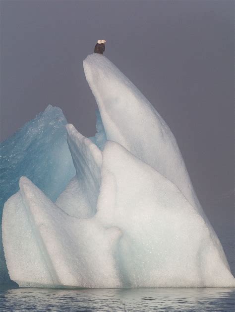 Field Trip Stephens Passage Adventuresnw