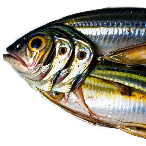 Download Moroccan Sardines Png 06252024