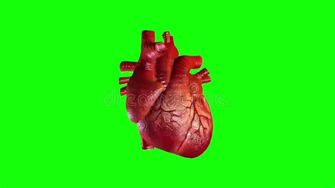 Human Heart Beating Animation