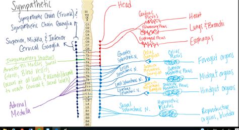 Autonomic Pathways Diagram Quizlet