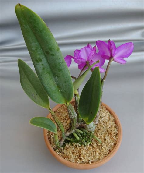 Yahoo オークション C Walkeriana Adonis