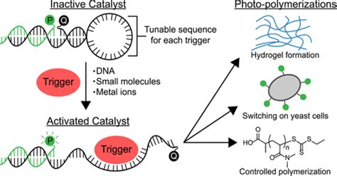 Switchable Dna Photocatalysts For Radical Polymerization Controlled By
