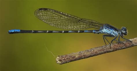 Damsel Fly Computer Wallpapers Dragonfly And Damselfly Life List