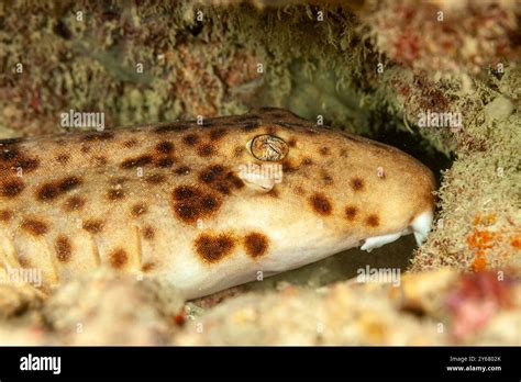 Indonesia Raja Ampat Walking Shark Epaulette Shark Hemiscyllum