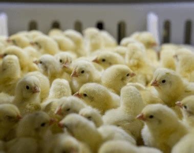 Poultry protect