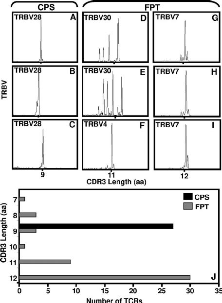 Immunoscope Analysis Of The Cdr3 Region Of Tcr Specific For Cps And