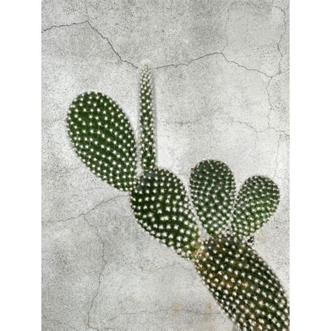 熊植「白烏帽子」米老鼠 仙人掌科 團扇 觸碰易掉刺 多肉植物 蝦皮購物