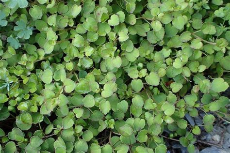 Trailing Fuchsia Fuchsia Procumbens Growing Guides