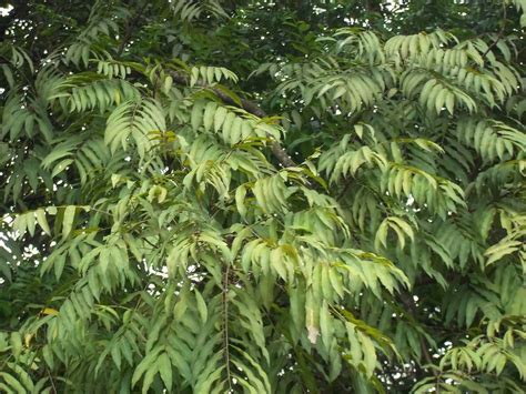 Lerak Sapindus Rarak