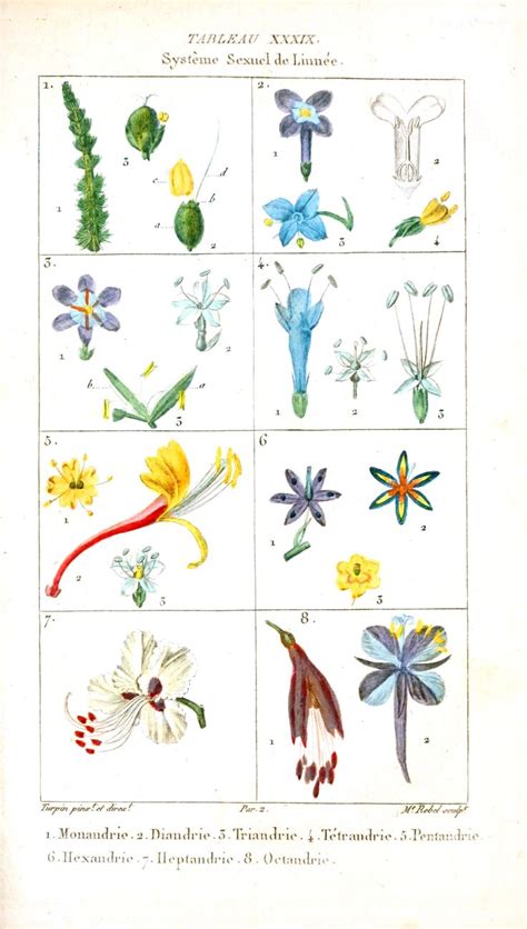 Botanical Plant Taxonomy French 1819 Botanical Flowers Vintage