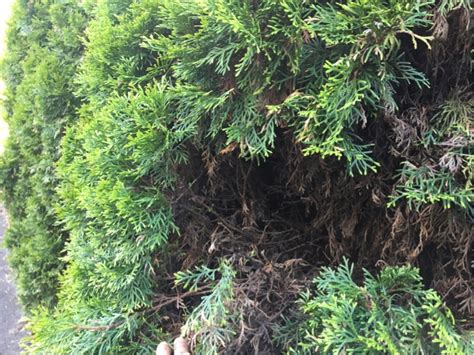 Pruning Taking Care Of Thuja Emerald Green Gardening And Landscaping