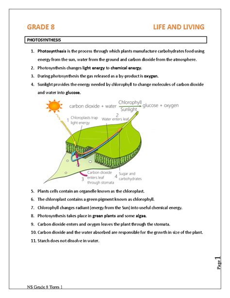 Ns Grade 8 Life And Living Term 1 Study Notes On Photosynthesis Studocu