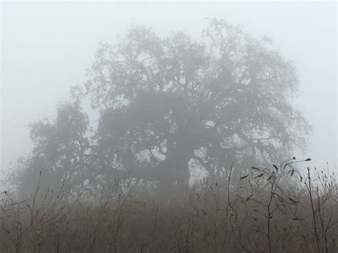 Bayesian Phylogenetics X Trees