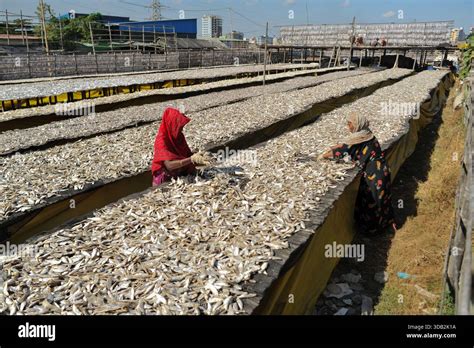 Women During The Process Of Drying Fish At An Open Yard The Fish Are