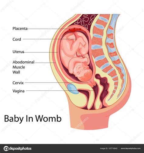 Fetus In Womb Diagram