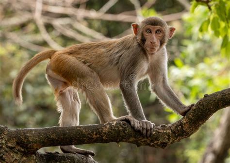 Macaques In Nature Macaques Constitute A Genus Macaca Of Gregarious