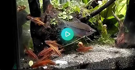 Cherry Barbs Vs Bottom Food Tablet Album On Imgur