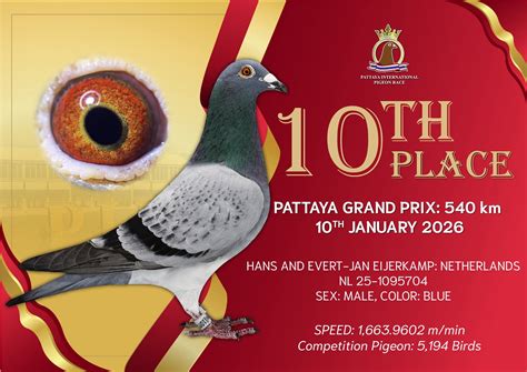 In My Auction Are A Few Close Brinkmann Racing Pigeons Facebook