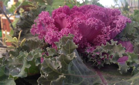 Purple Cabbage Plant Stem