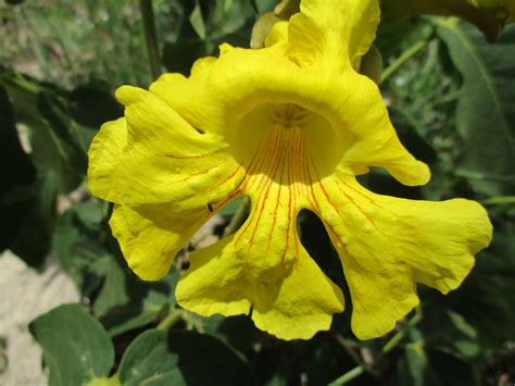 Markhamia Obtusifolia Baker Sprague