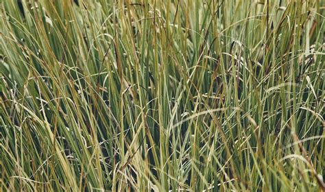 How To Revive St Augustine Grass