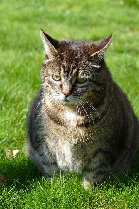 Cat Hierba Felis Silvestris Catus Foto Gratis En Pixabay Pixabay