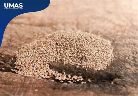 5 Cara Mendeteksi Keberadaan Rayap Umas Pest Control