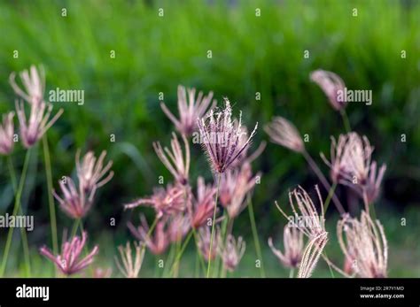 Chloris Virgata Feather Fingergrass Feathery Rhodes Grass Selected Focus For Natural