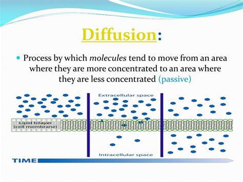 PPT Cellular Transport PowerPoint Presentation Free Download ID