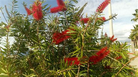 How To Grow Melaleuca Viminalis Earthone